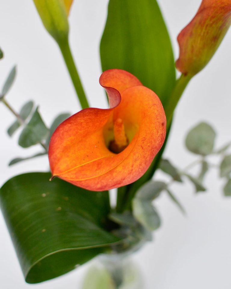 Calas para decorar - Enviar Flores